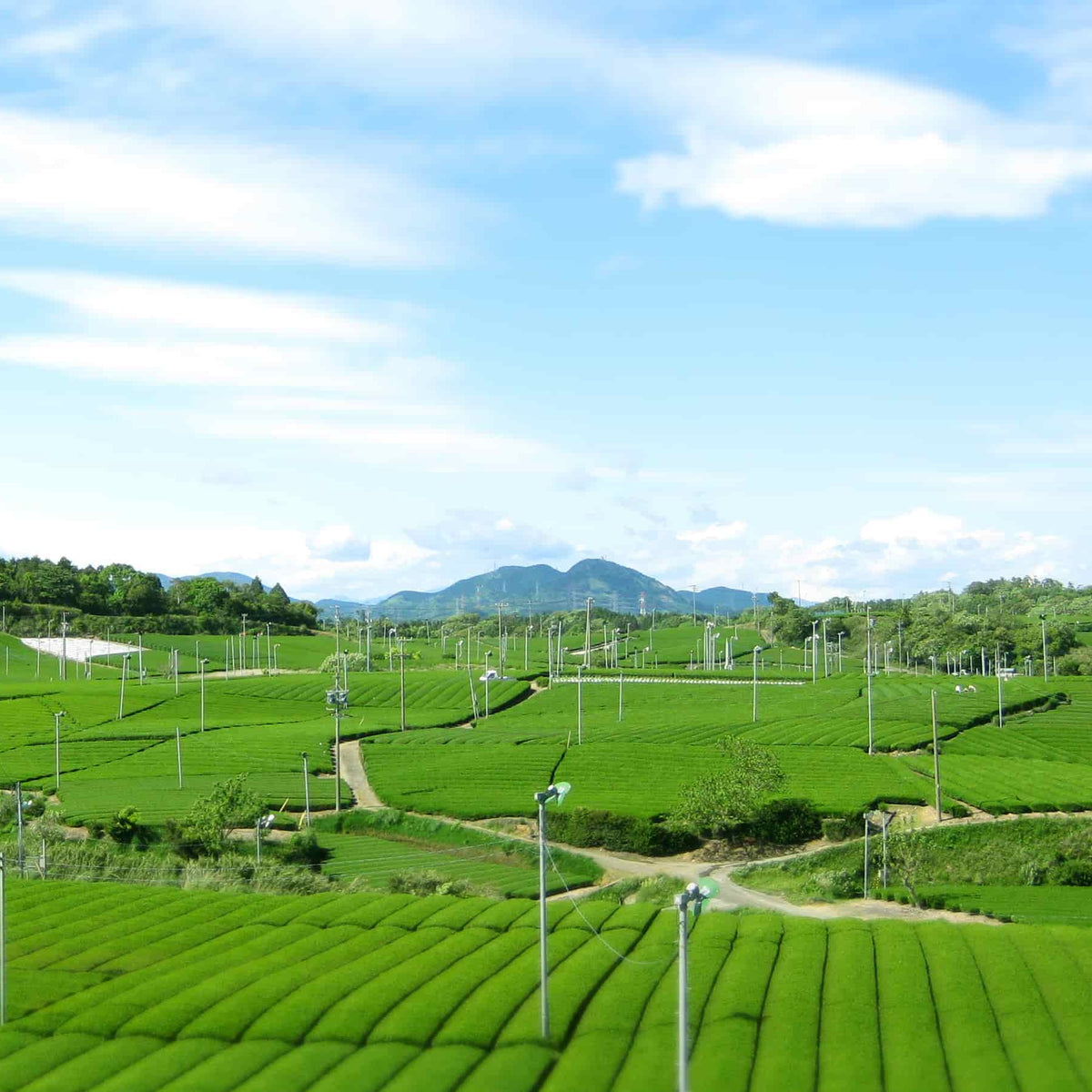 japanese tea fields